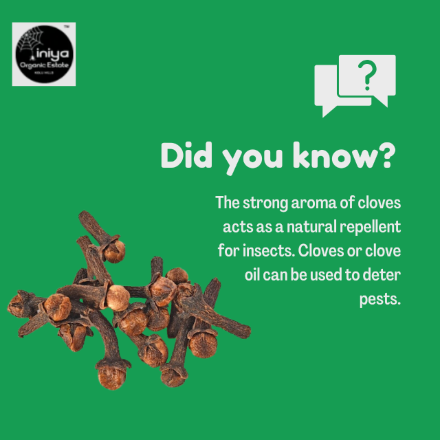 Benefits of Organic Cloves: 6 Healing Uses - Iniya Organic